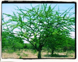 El misterio del árbol de Jícaro - Mitos y Leyendas